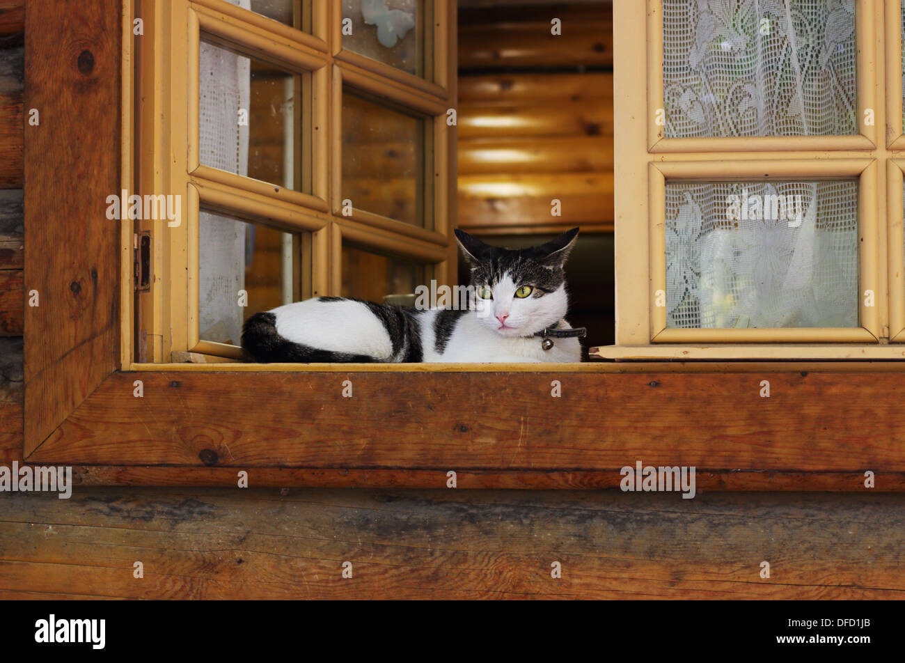 Cat at the window of wooden house Stock Photo - Alamy