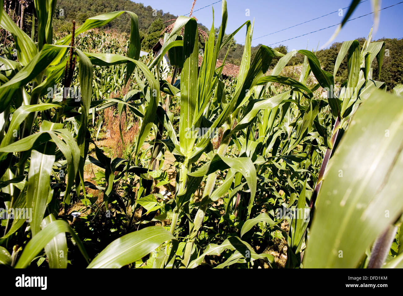 Corn crop field mexico hi-res stock photography and images - Alamy