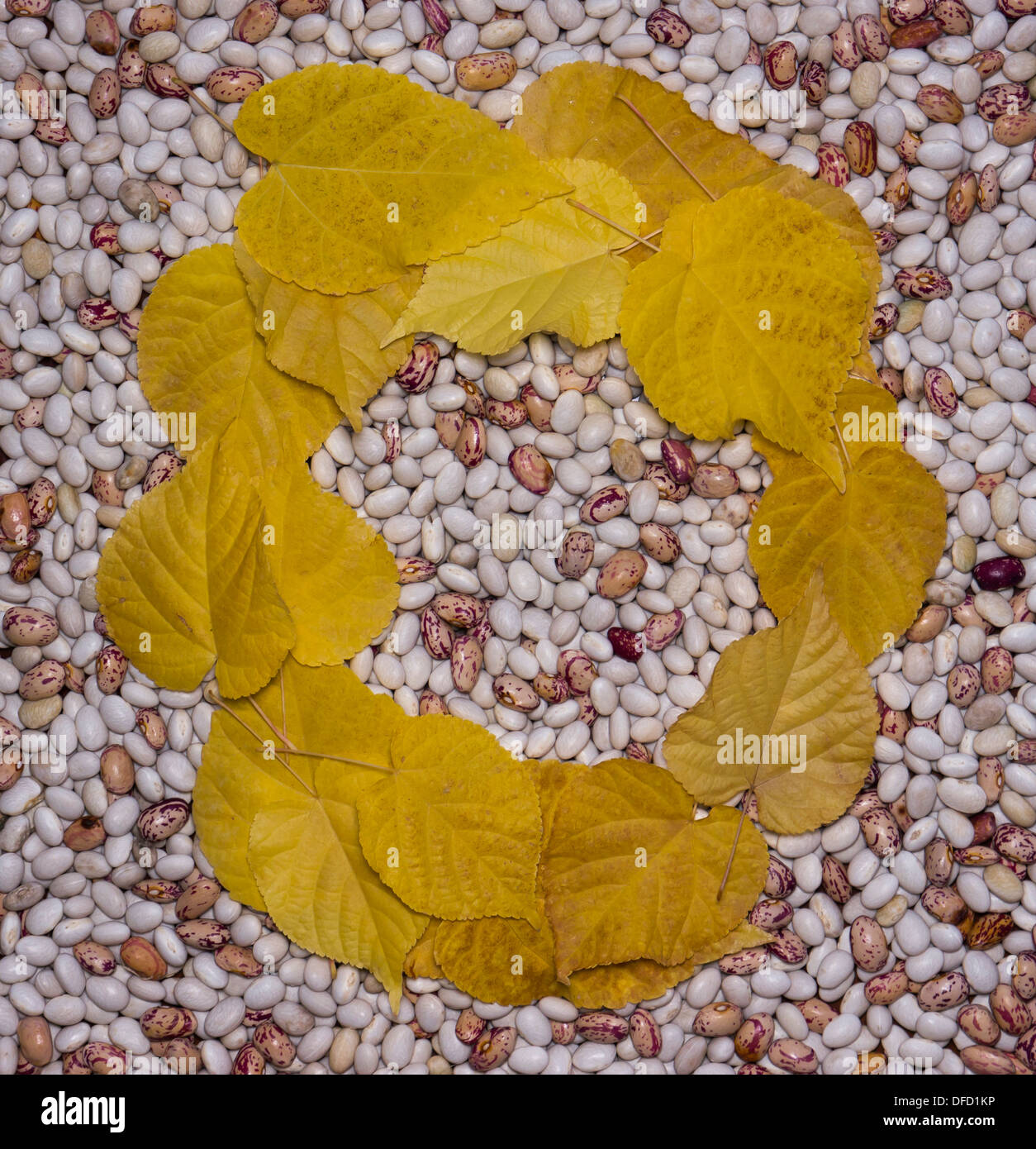 Letter O. Leaf and beans Stock Photo - Alamy