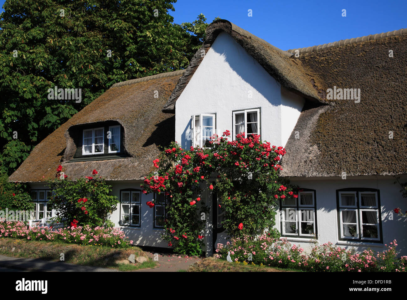 Thatched old Frisian house in Keitum, Sylt Island, Schleswig-Holstein ...