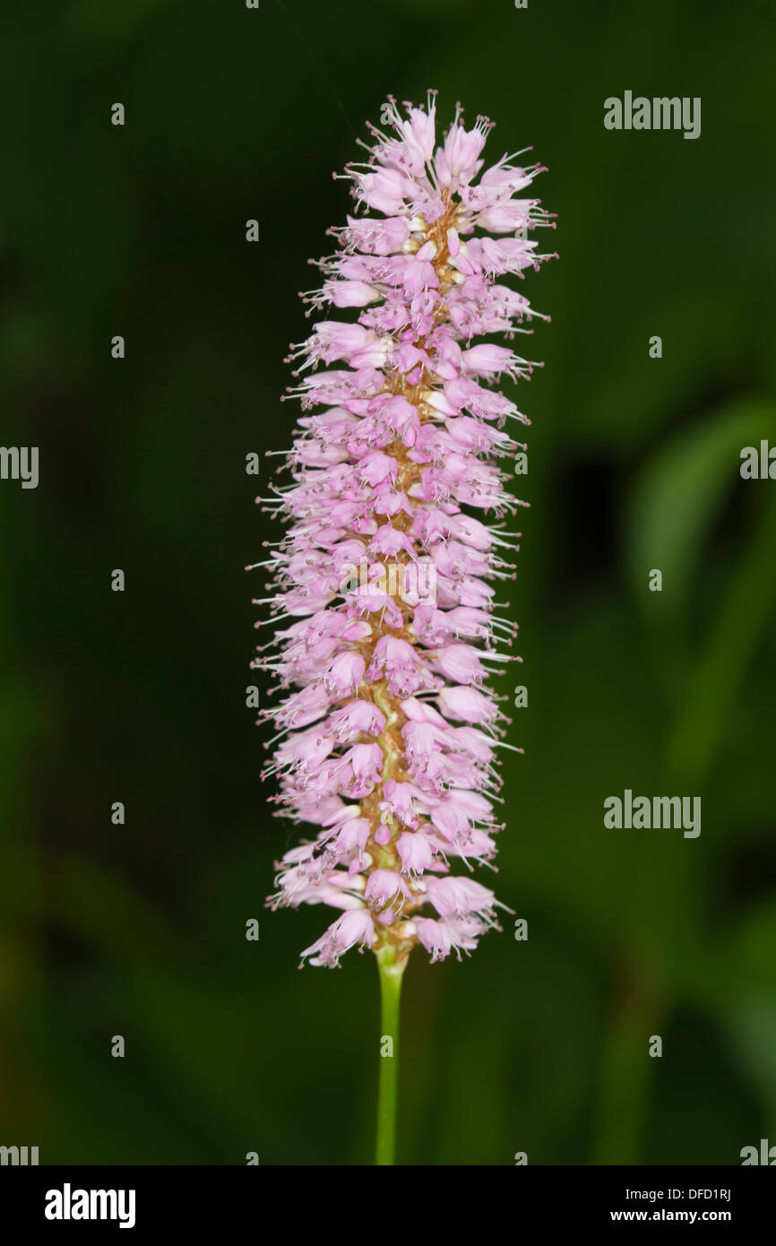 Polygonum High Resolution Stock Photography and Images - Alamy