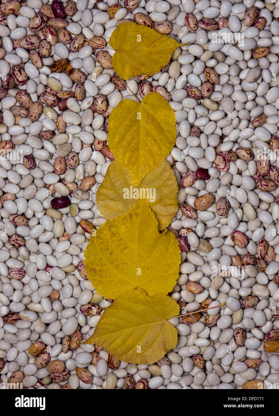 Letter I. Leaf and beans Stock Photo - Alamy