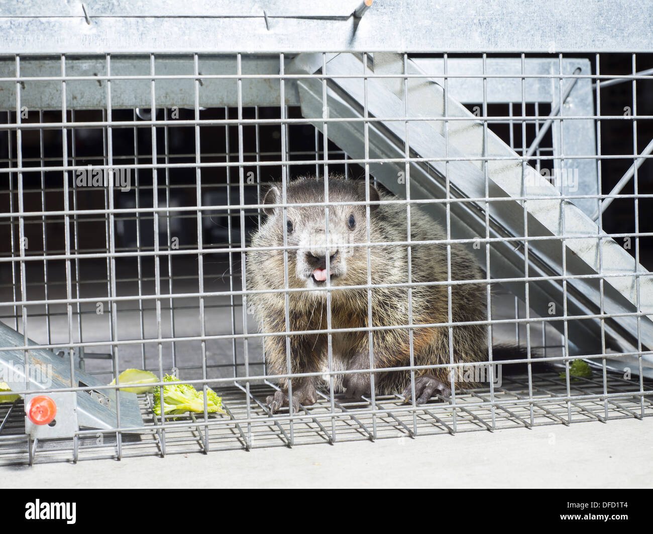 Cage trap hi-res stock photography and images - Alamy