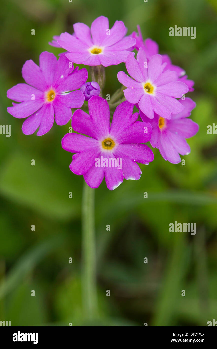 Birdseye Primrose (Primula farinosa Stock Photo - Alamy