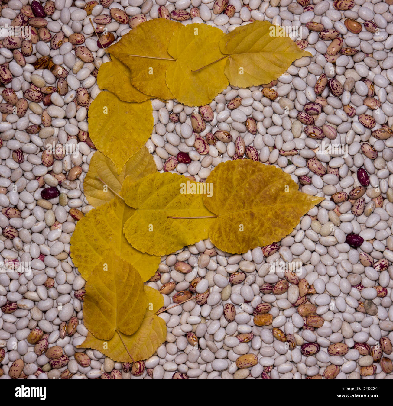 Kidney font hi-res stock photography and images - Alamy