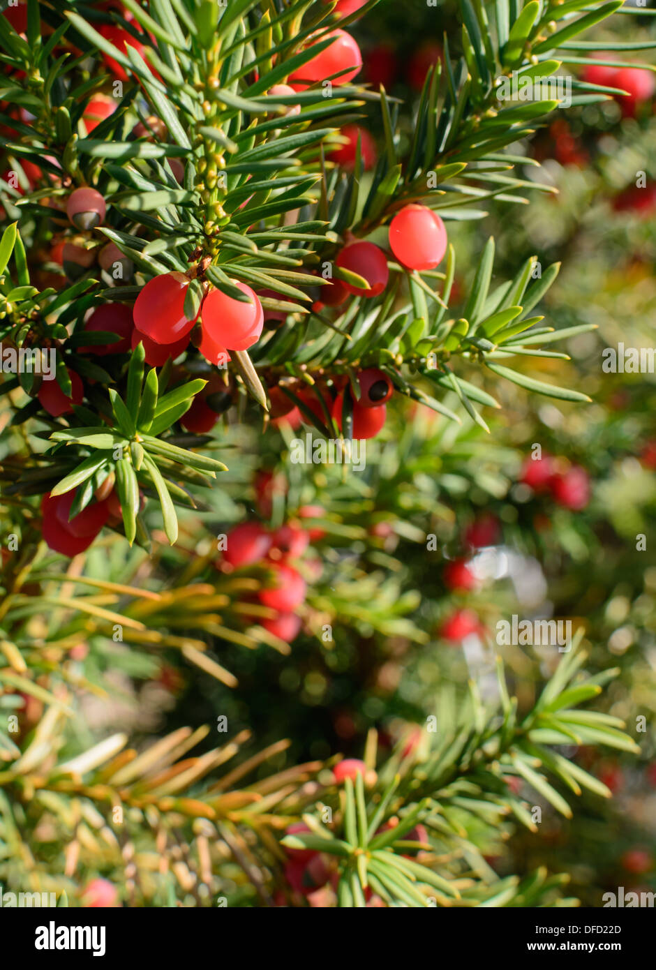 Juniper Tree Berries
