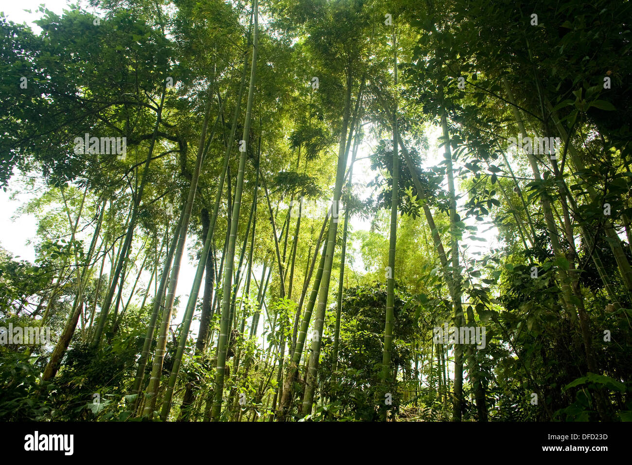 Guadua Tree High Resolution Stock Photography and Images - Alamy