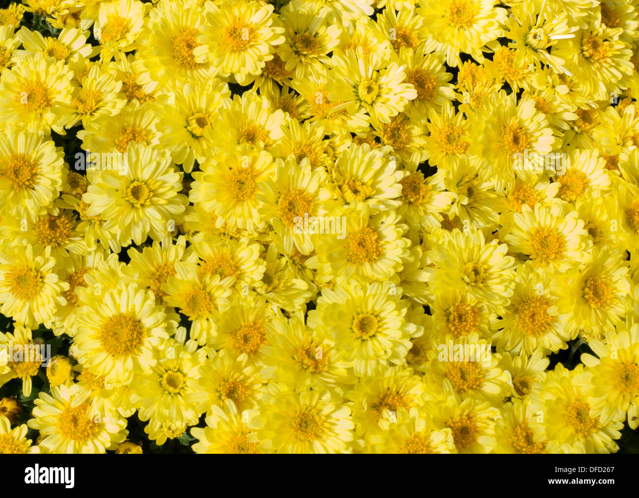 Yellow aster flowers full frame Stock Photo - Alamy