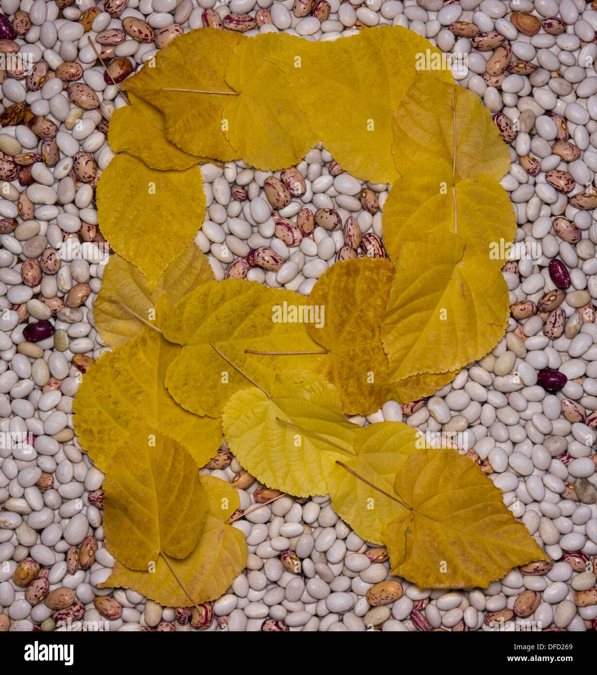 Letter R. Leaf and beans Stock Photo - Alamy