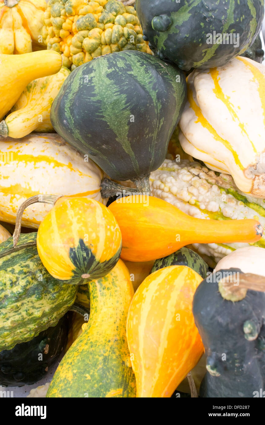 Squashes - Cucurbita - in yellow and green in an autumn arrangement ...