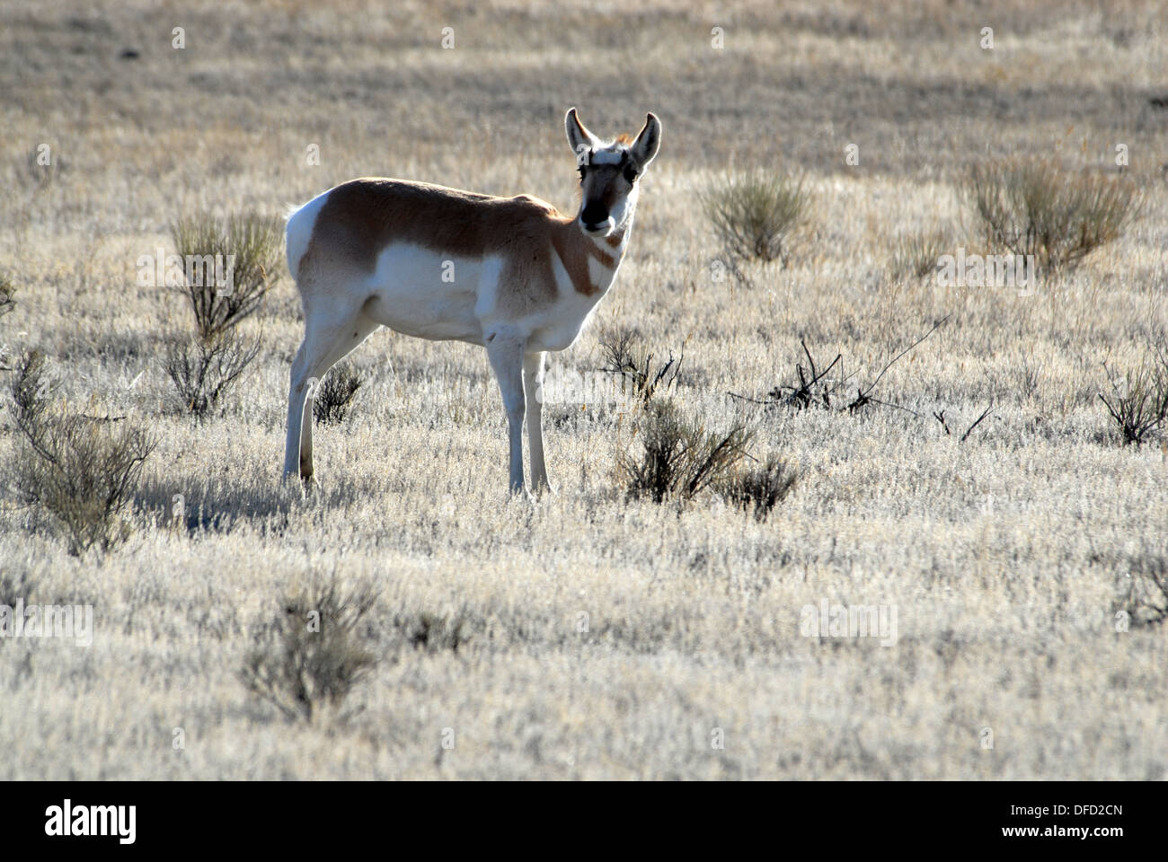 Female elk hi-res stock photography and images - Alamy