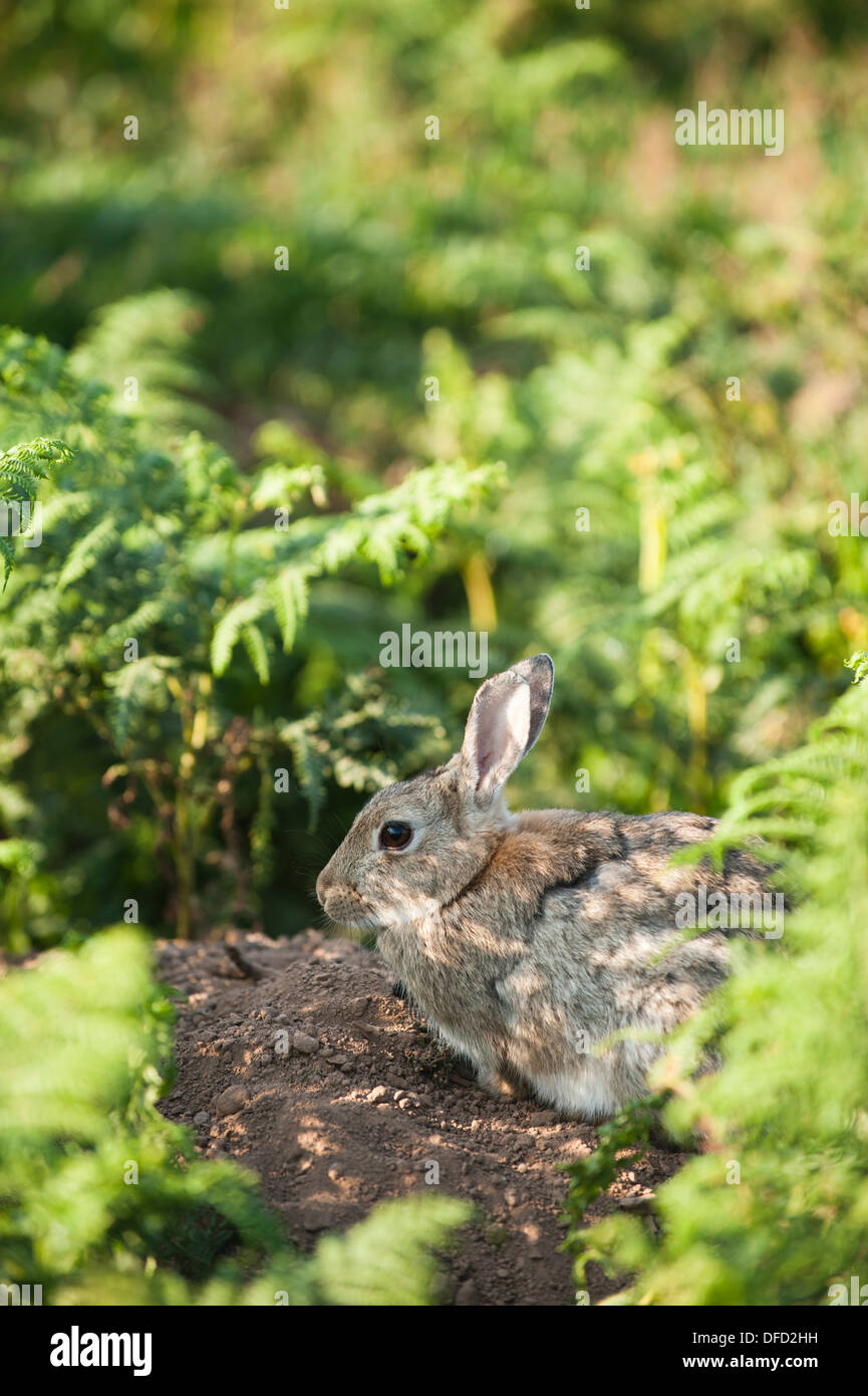 Wild Rabbit, Oryctolagus cuniculus, Skokholm Island, South ...