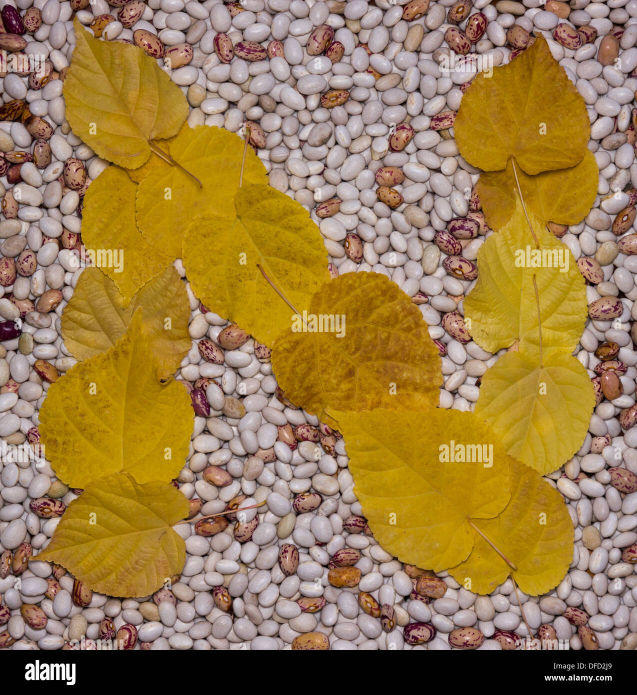 Letter N. Leaf and beans Stock Photo - Alamy