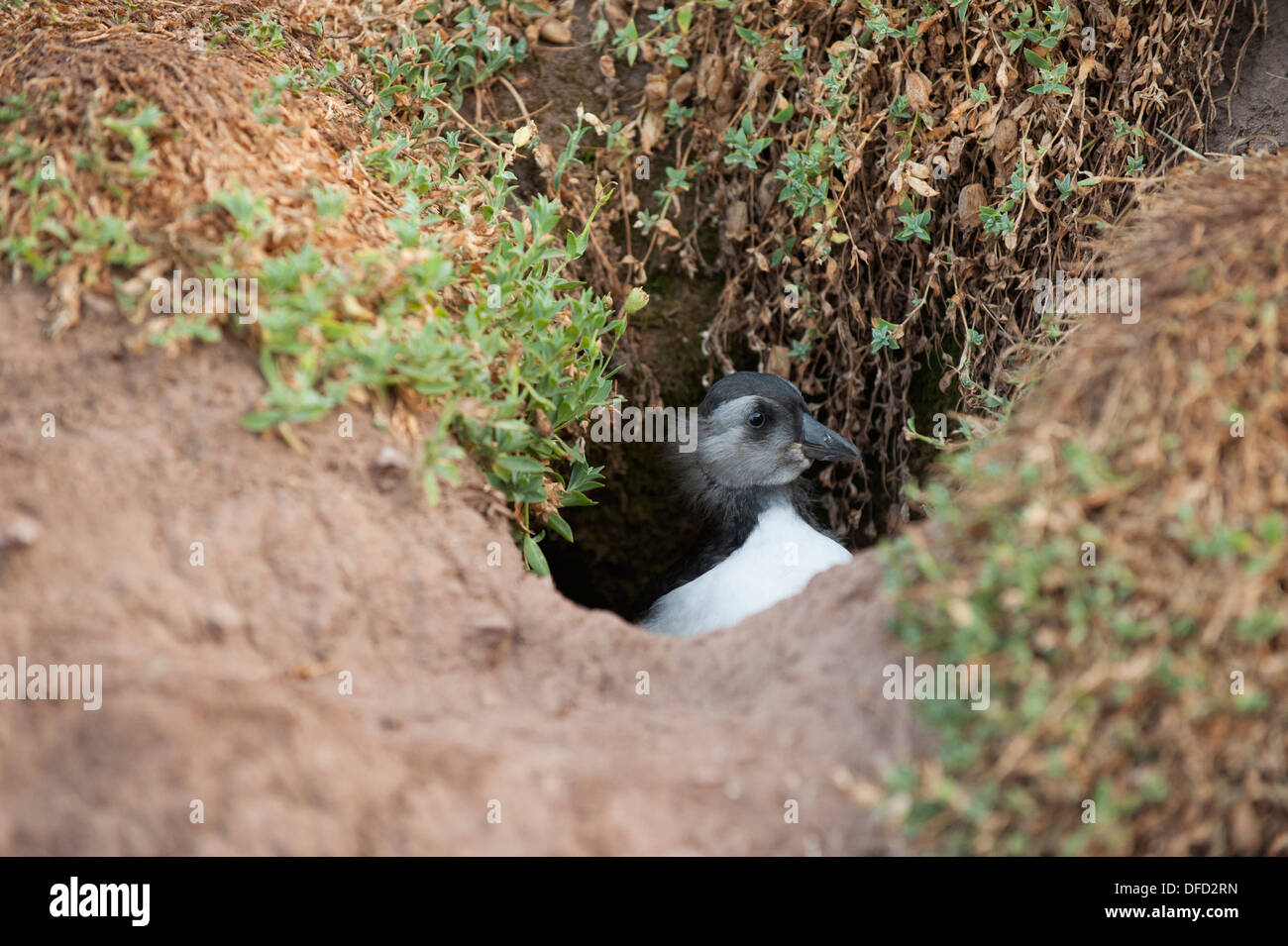 Baby puffin hi-res stock photography and images - Alamy
