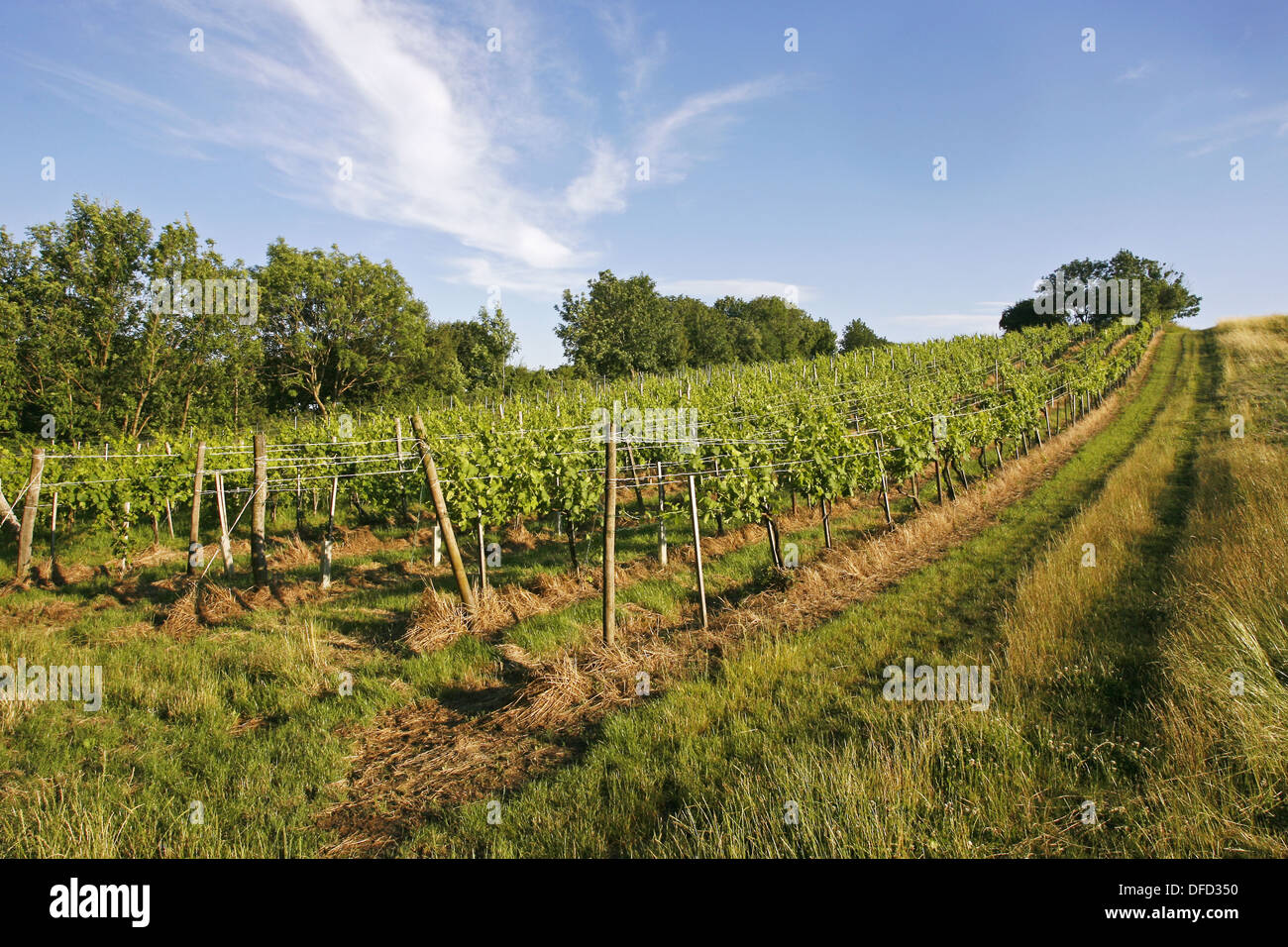 Austrian grinzing grinzing hi-res stock photography and images - Alamy
