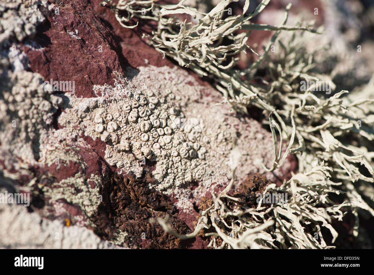 Lichens on sandstone hi-res stock photography and images - Alamy