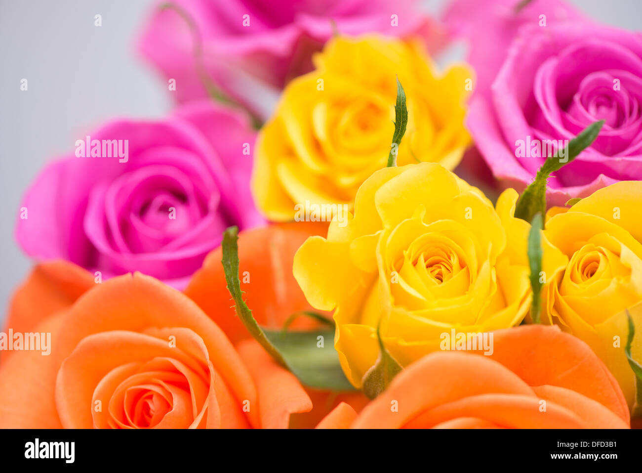 Mixed colour roses hi-res stock photography and images - Alamy