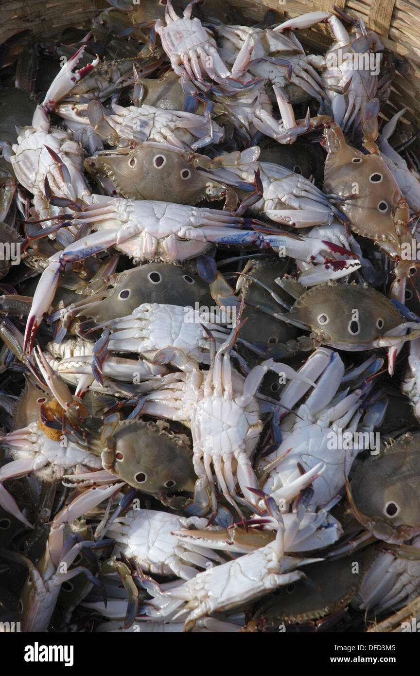Crabs of india hi-res stock photography and images - Alamy