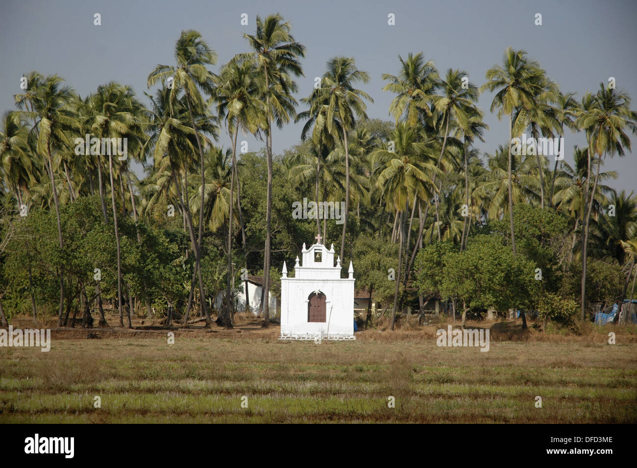 Goa paddy fields hi-res stock photography and images - Alamy