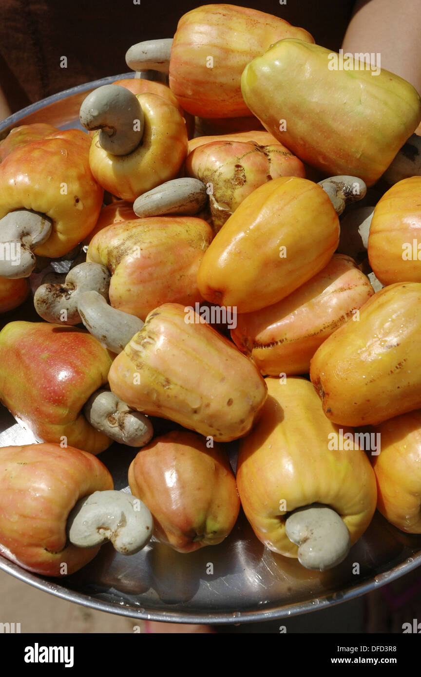 Cashew nut goa hi-res stock photography and images - Alamy