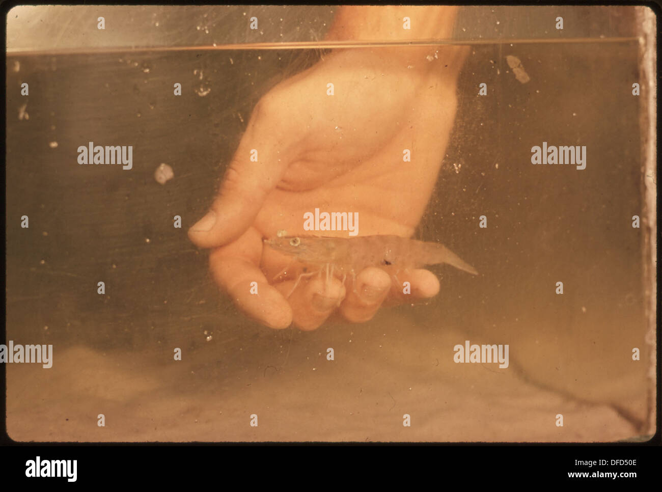 Pcb shrimp testing hi-res stock photography and images - Alamy