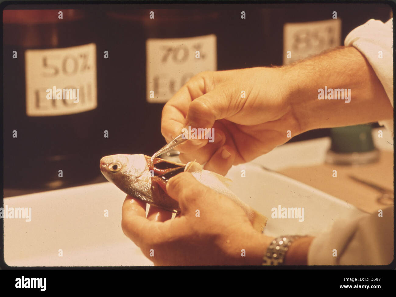 EPA GULF BREEZE LABORATORY, PATHOBIOLOGY LAB PATHOBIOLOGIST IS REMOVING ...