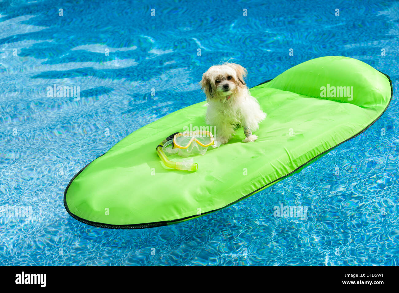 Rescue dog in raft hi-res stock photography and images - Alamy