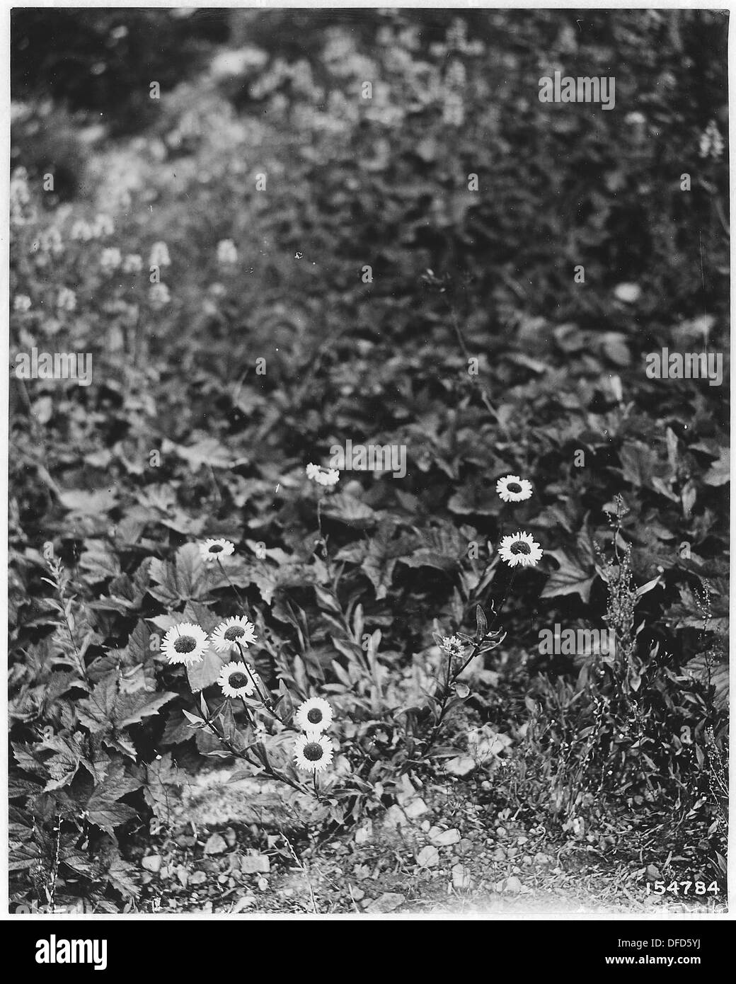 Washington state flowers Black and White Stock Photos & Images - Alamy