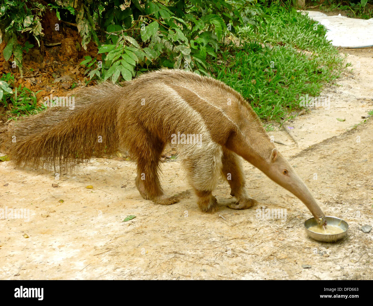 a Giant Anteater (Ant Bear) feeding on ants in the Peruvian Amazon ...