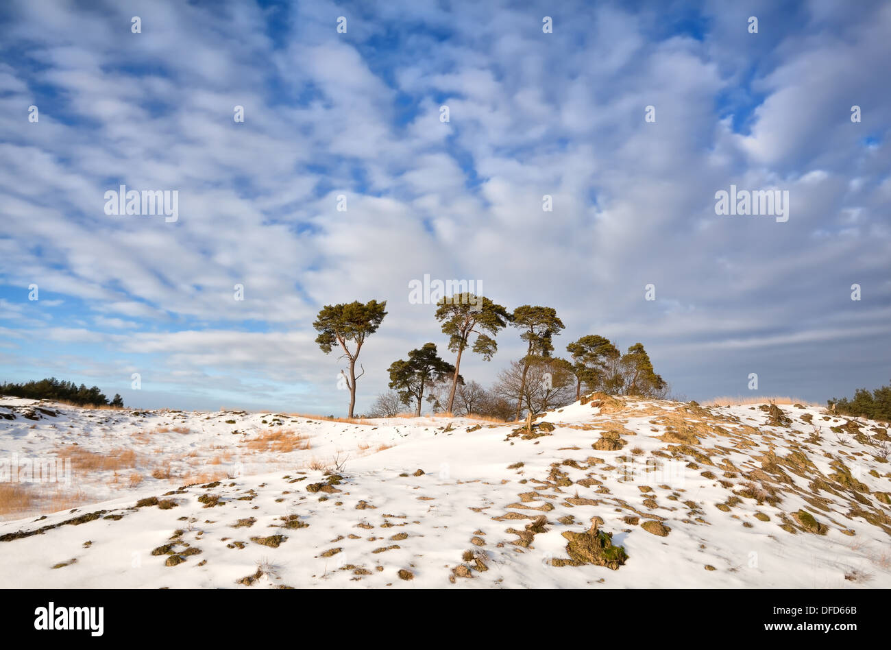 pine trees on hill covered with snow over blue sky, Nunspeet ...