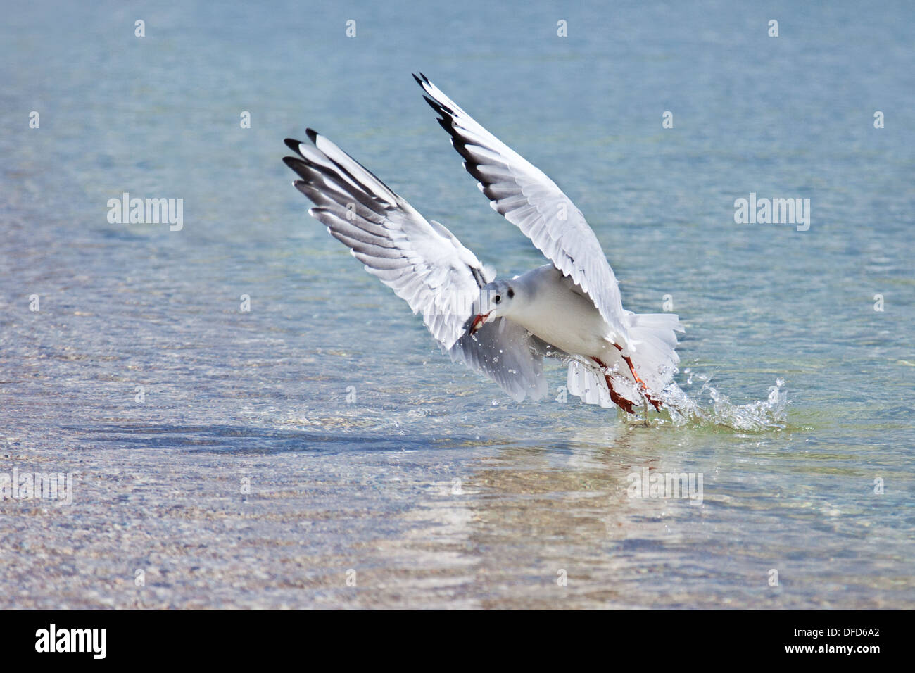 Lapwing gull hi-res stock photography and images - Alamy