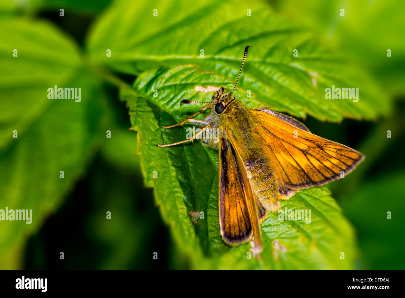 Portrait of a butterfly Stock Photo - Alamy