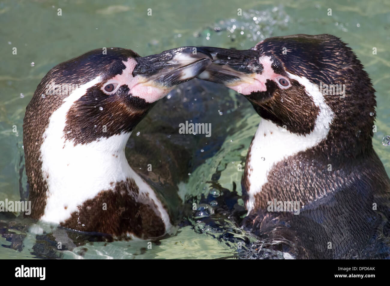 Two penguins hi-res stock photography and images - Alamy