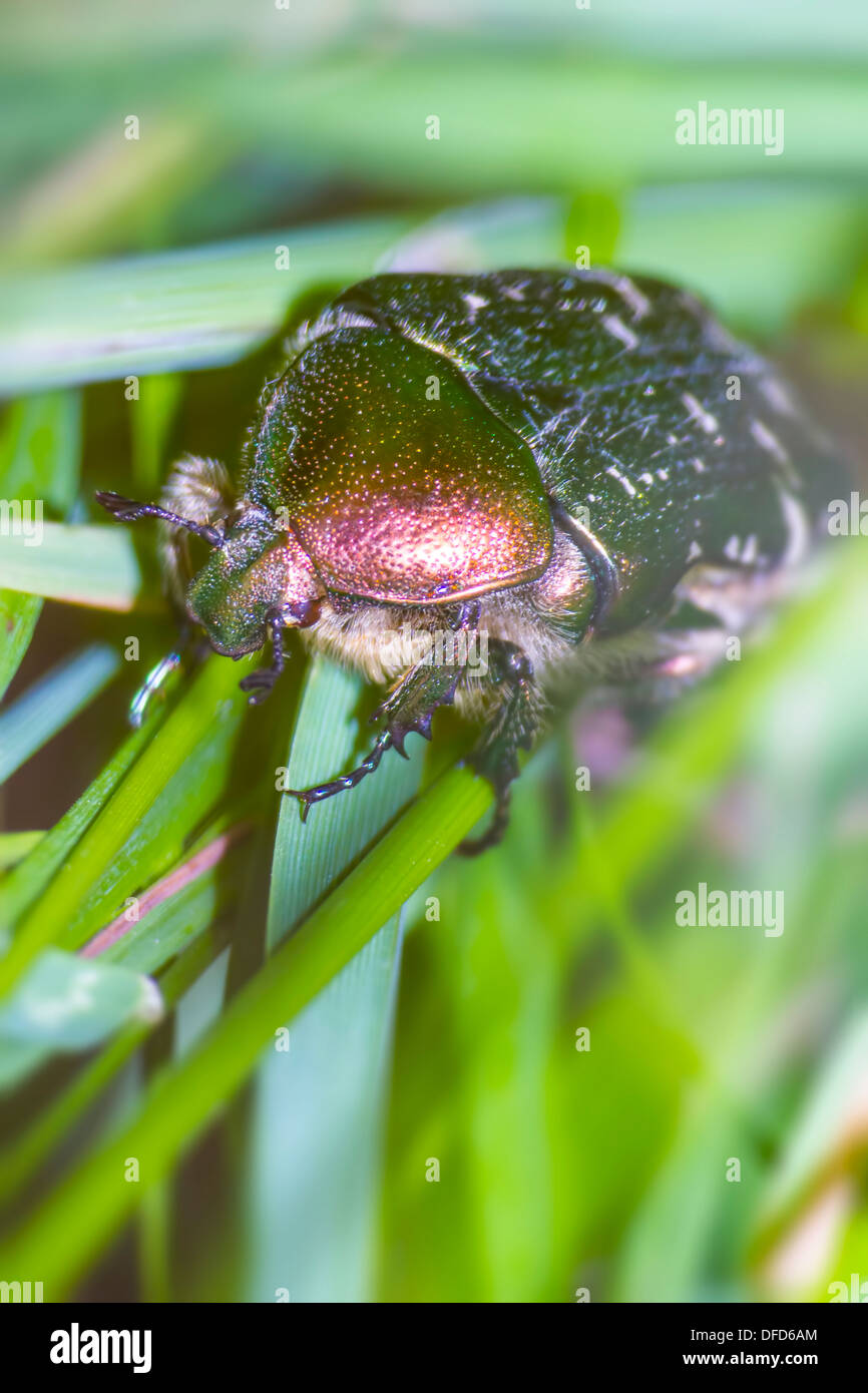 Portrait of a common forest beetle Stock Photo - Alamy