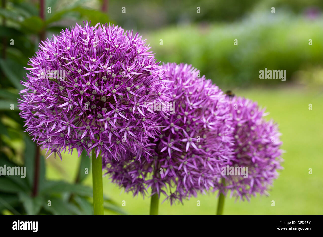 Growing alliums hi-res stock photography and images - Alamy