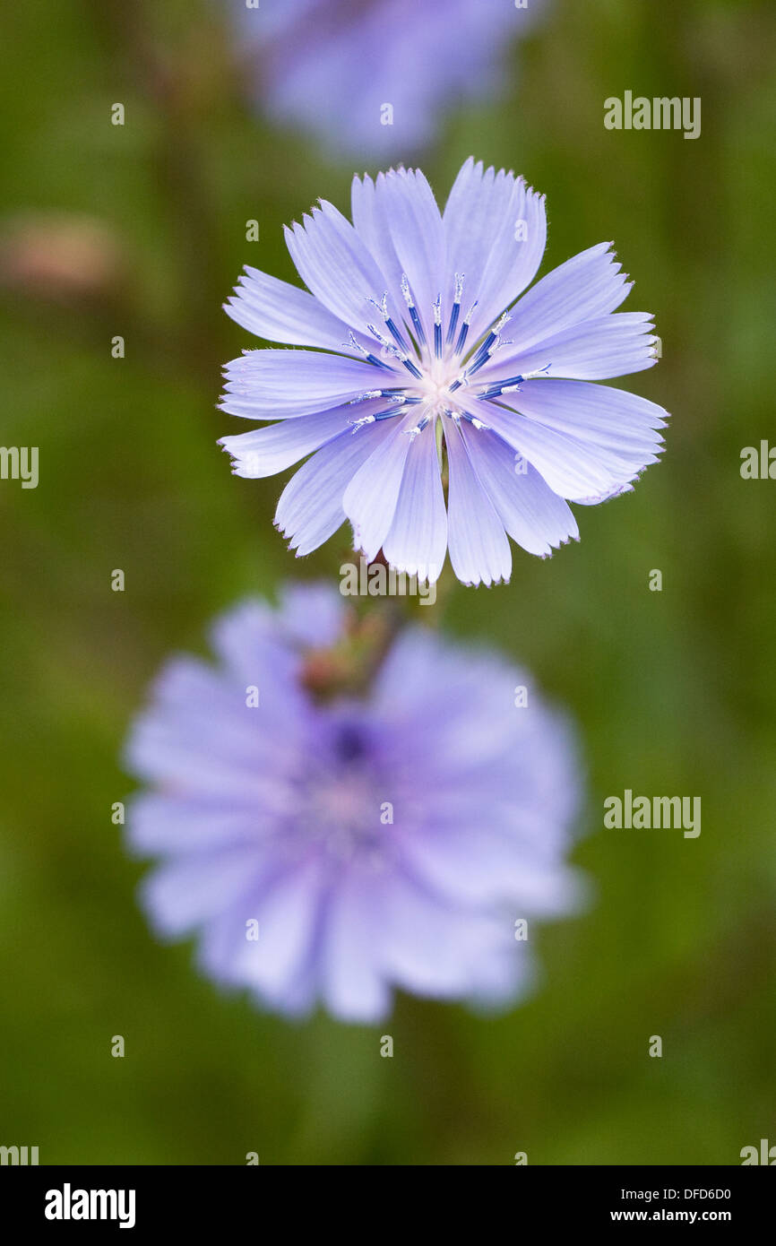 Chicorium Intybus plant. Common chicory flower Stock Photo - Alamy