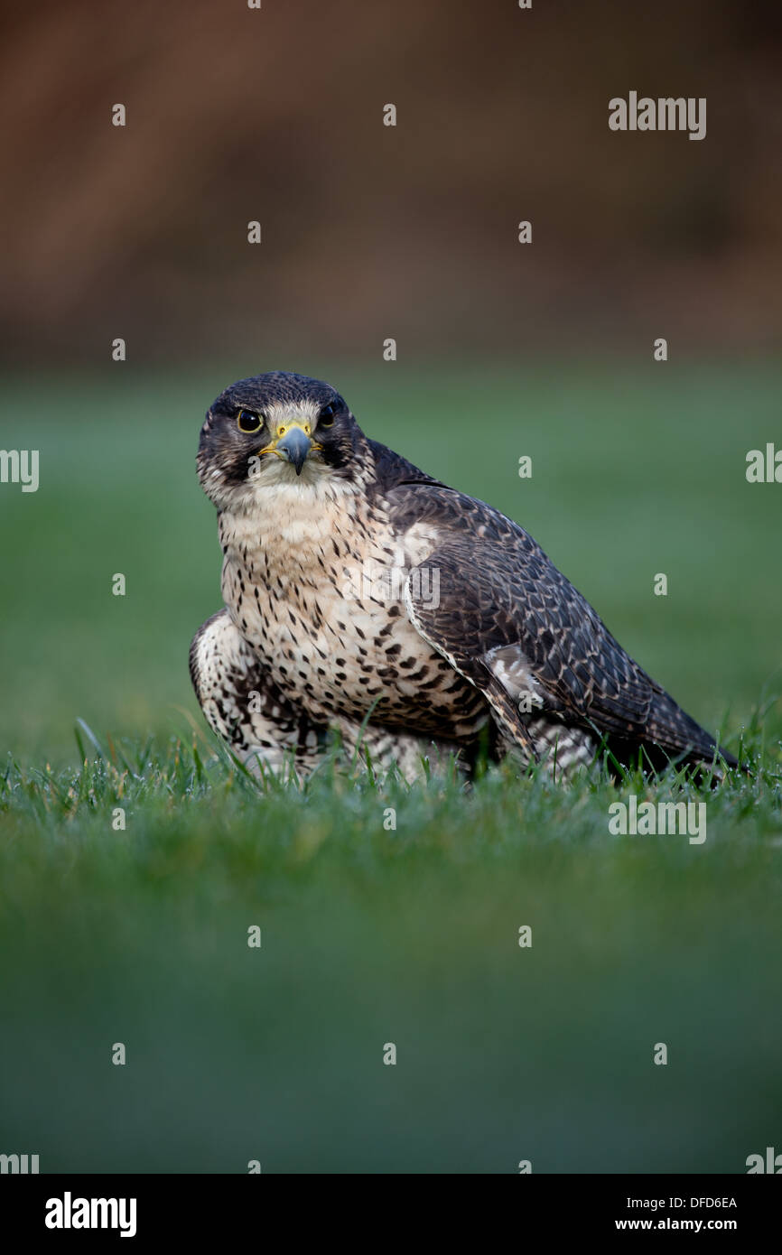 Peragrin hi-res stock photography and images - Alamy