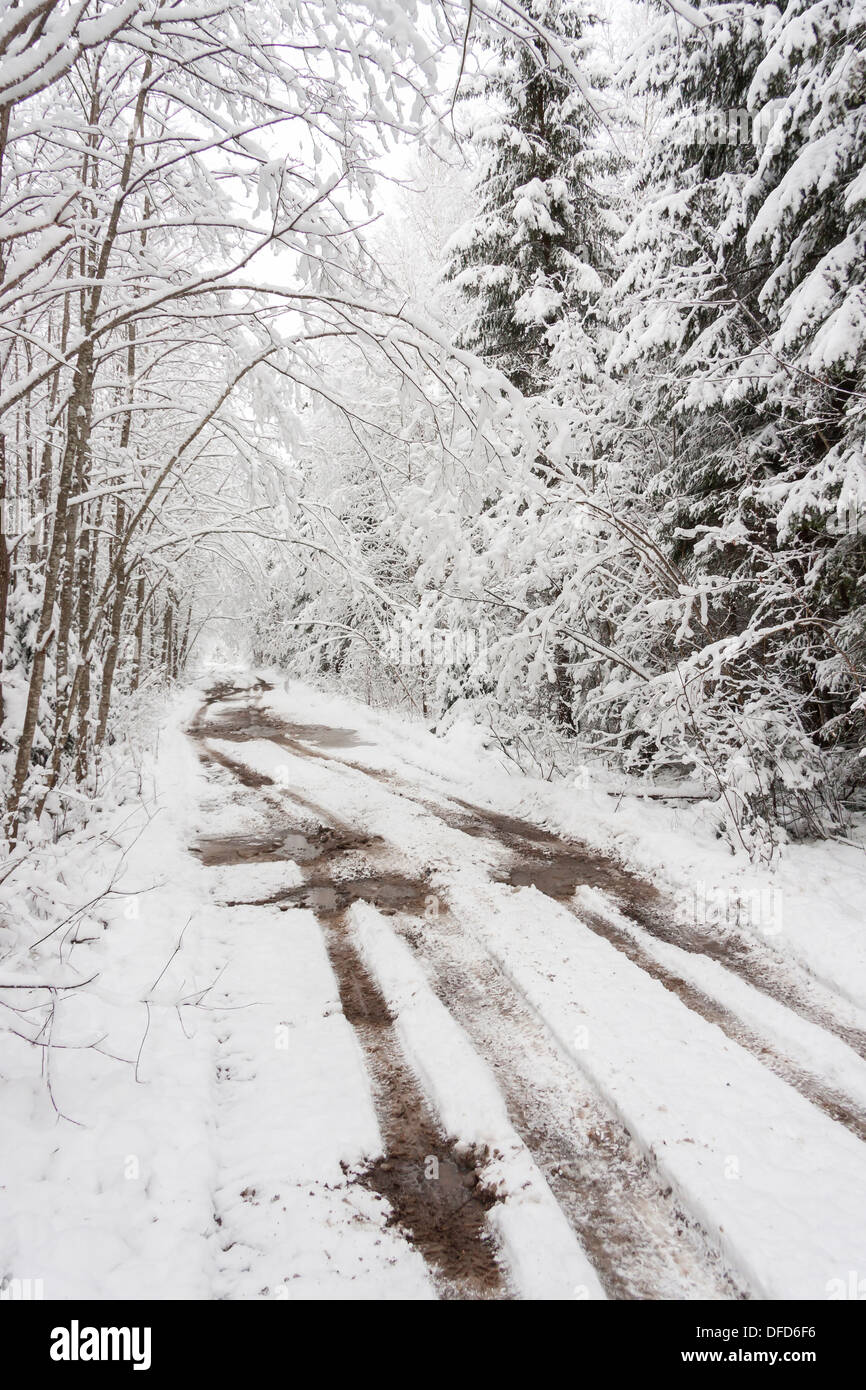 Muddy road in white forest covered with fresh snow Stock Photo - Alamy