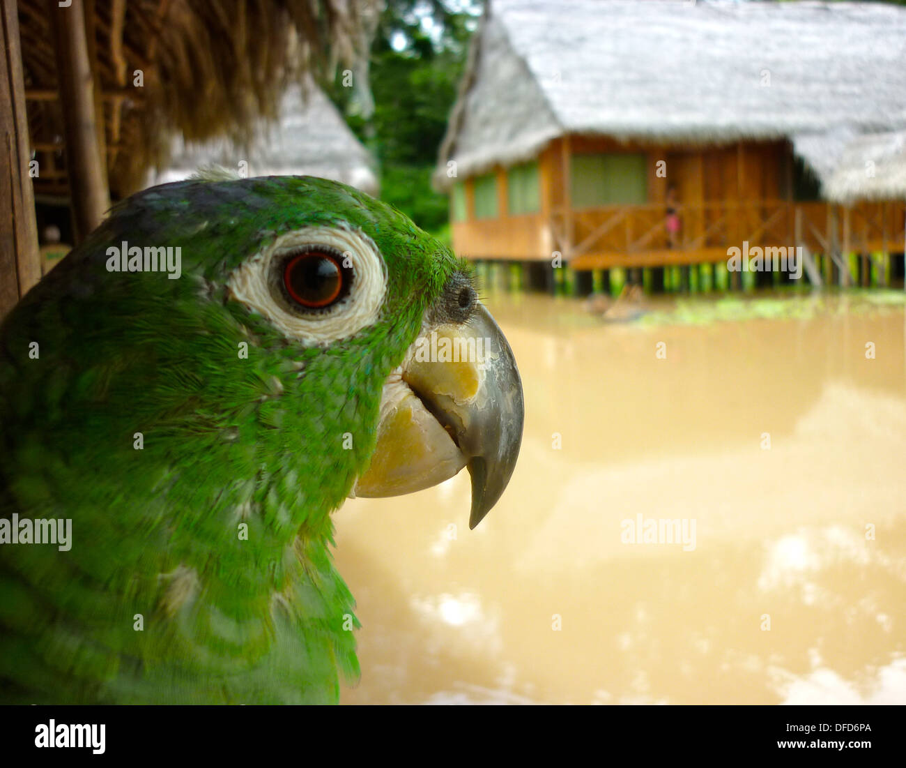 Paco the Parrot, sits on his perch at an Amazon lodge near Iquitos ...