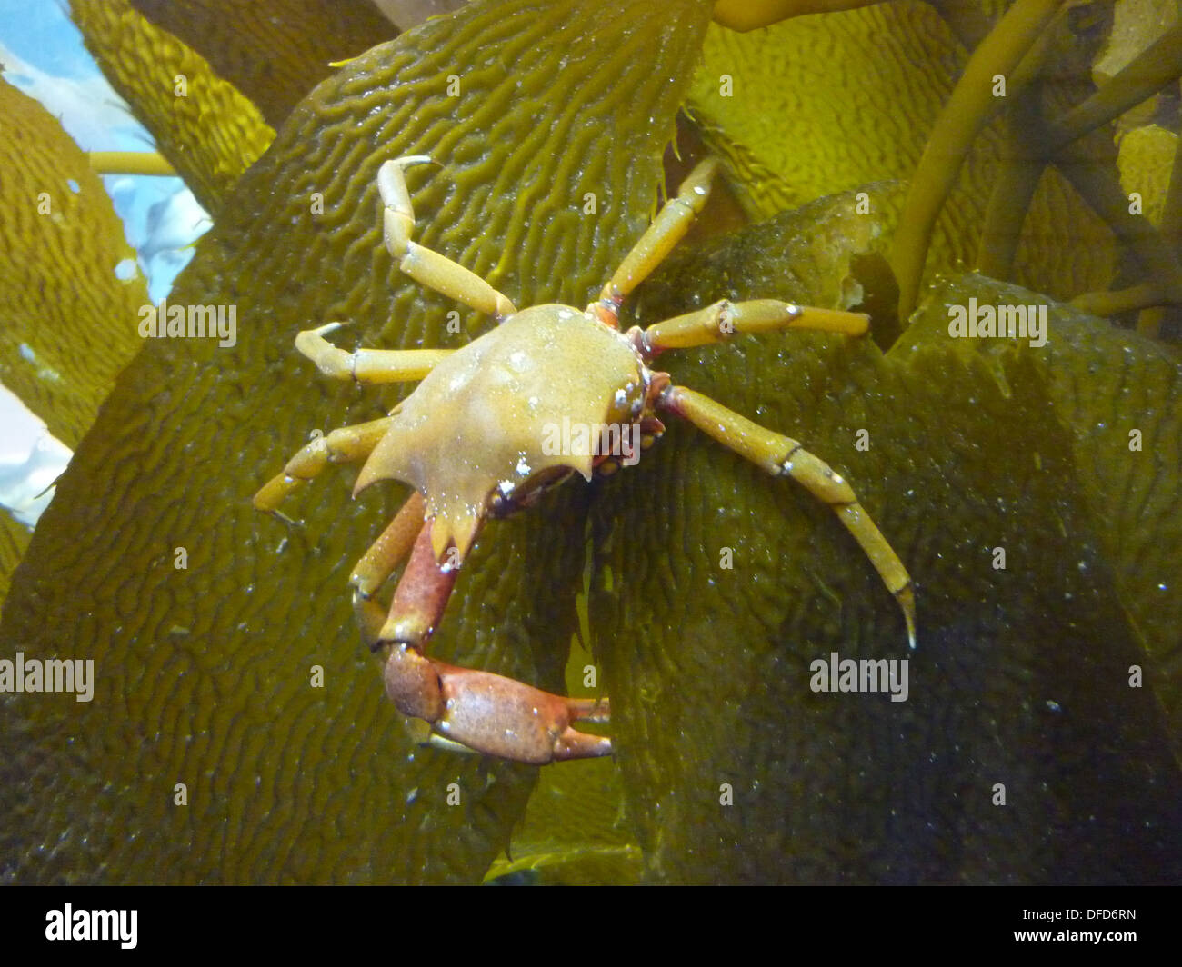 Crabs in water tank hi-res stock photography and images - Alamy