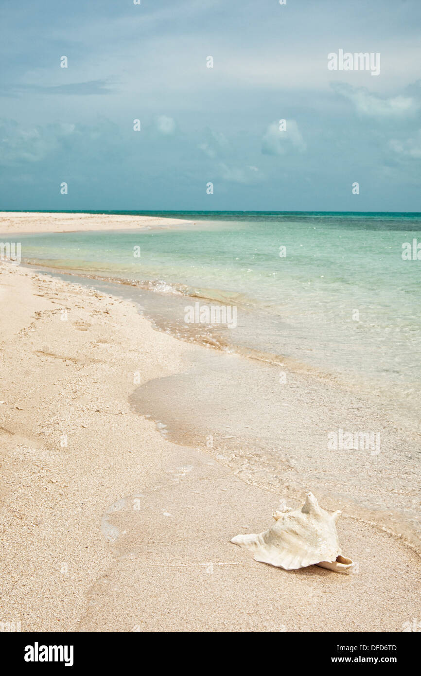 Conch shell on a Caribbean beach, Providenciales, Turks & Caicos ...
