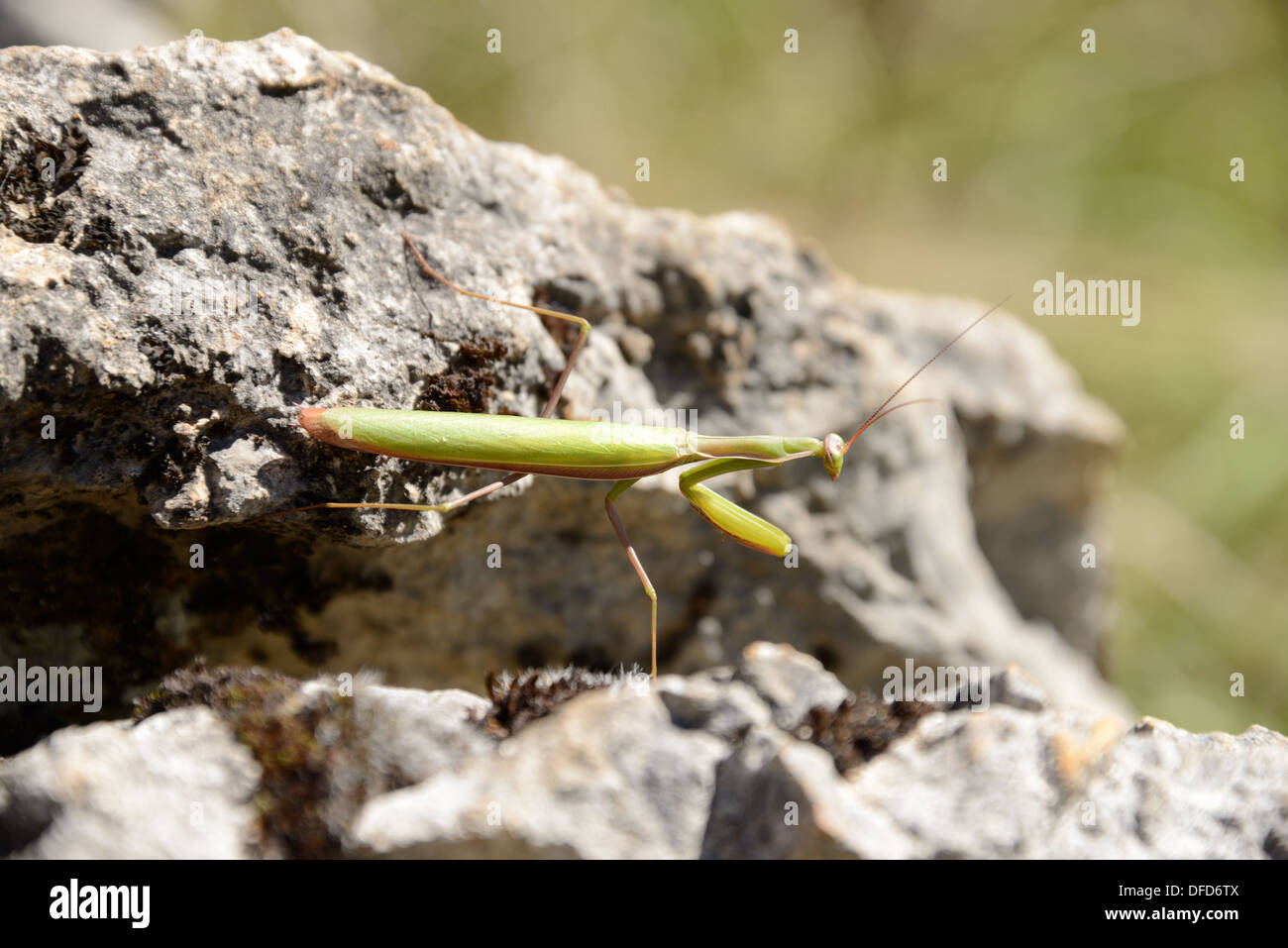 European mantis on a rock Stock Photo - Alamy