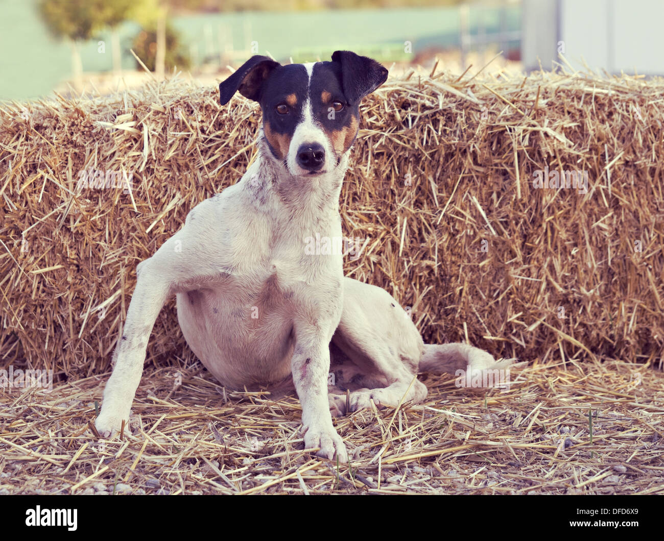 A portrait of a Terrier dog Stock Photo - Alamy