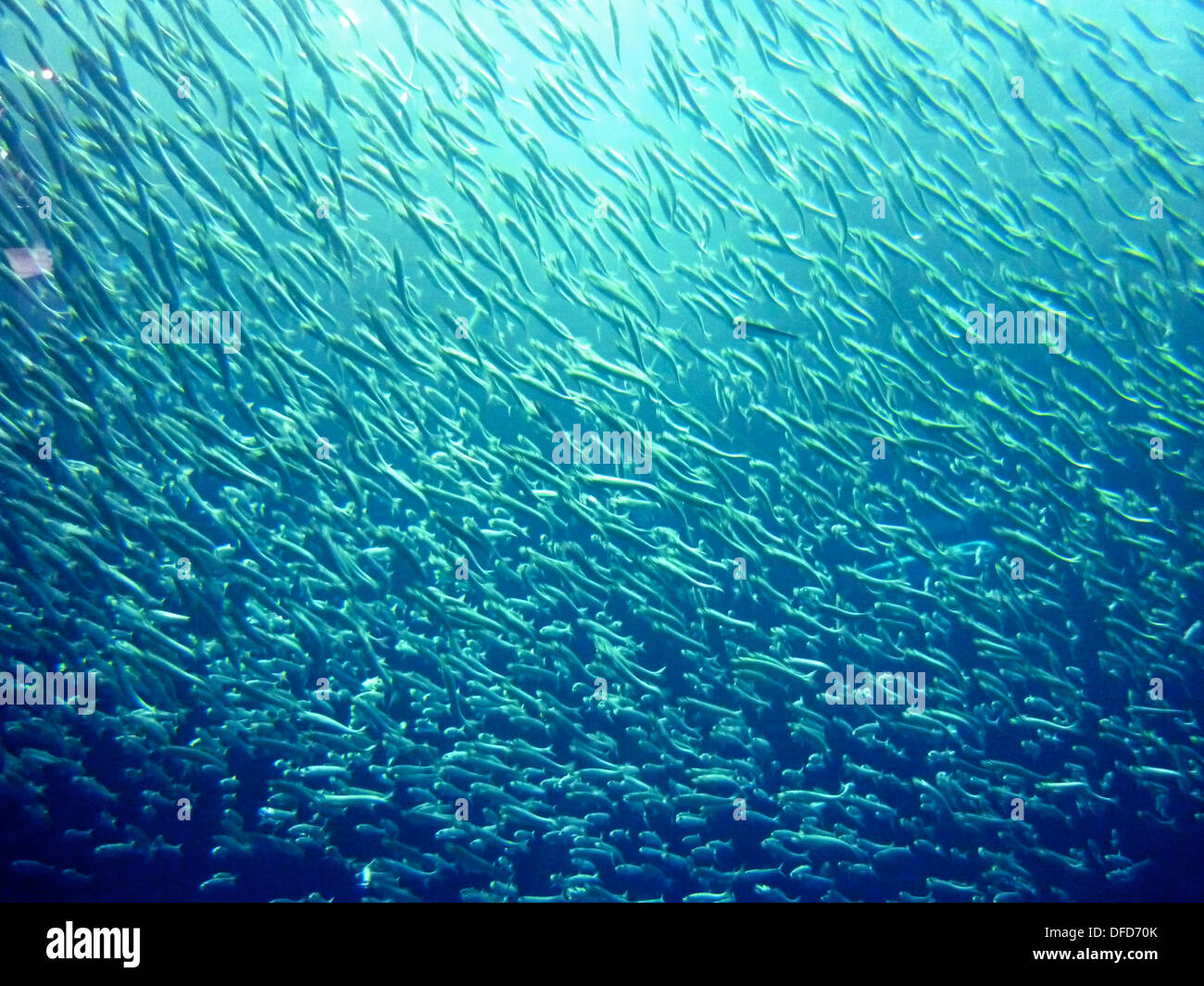 A shoal of small fish swim overhead Stock Photo - Alamy