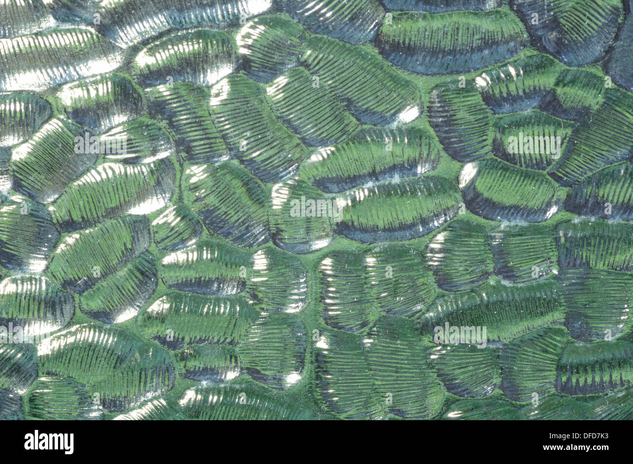 Patterned glass texture hi-res stock photography and images - Alamy