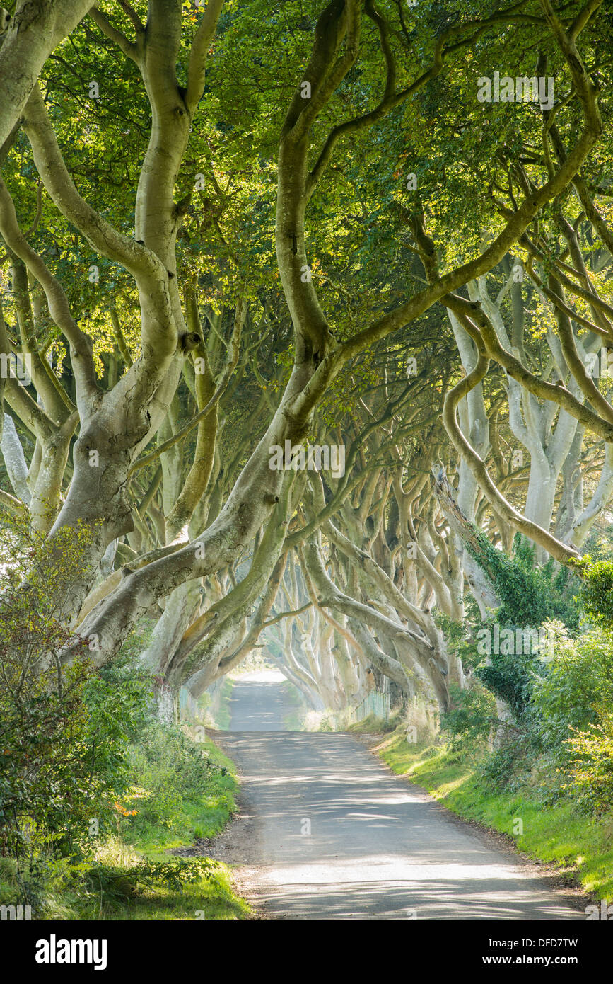 The Dark Hedges Stock Photo - Alamy