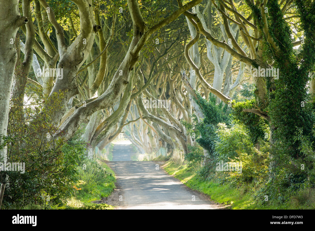 The Dark Hedges Stock Photo - Alamy