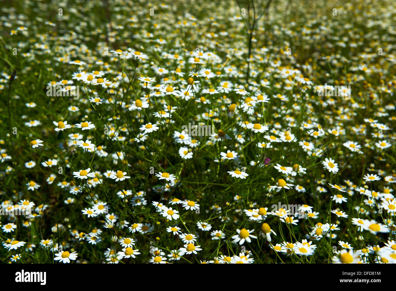 blooming Chamomile in fields Stock Photo - Alamy