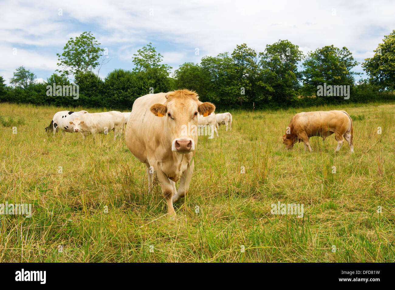 Green meadows grazing cows hi-res stock photography and images - Alamy