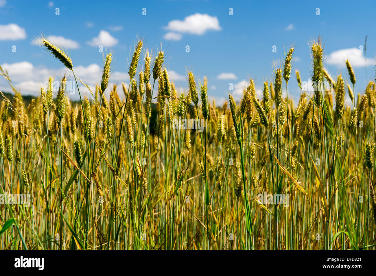 Grain ripe hi-res stock photography and images - Alamy